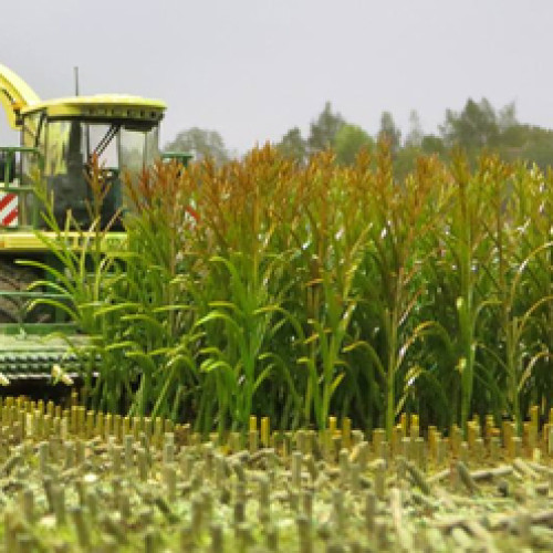 Model O gauge Sweetcorn plants