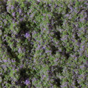 Clump Foliage Lilac Flower