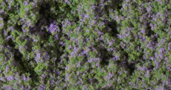 Clump Foliage Lilac Flower