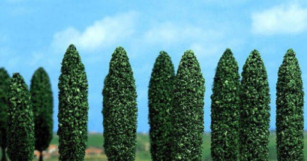 BUSCH PLANTS AND TREES
