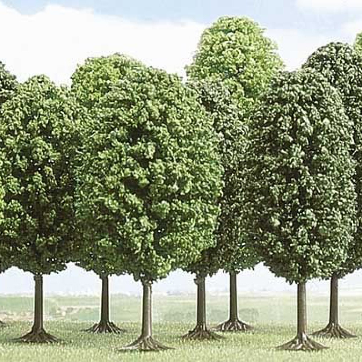 Model Railway Poplar Trees 110mm