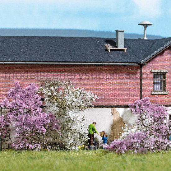 Model purple flowering bushes