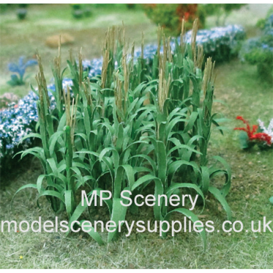 Model Sweetcorn plants