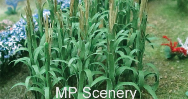 Model Sweetcorn plants