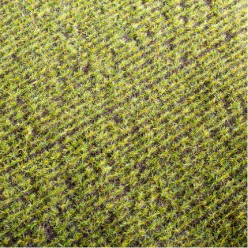 Model Corn field Busch 1310