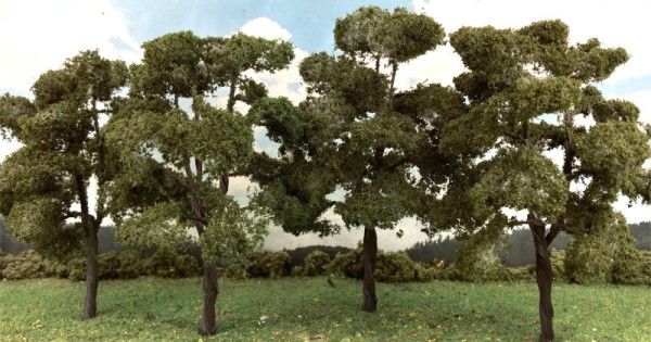 Summer Elm Trees