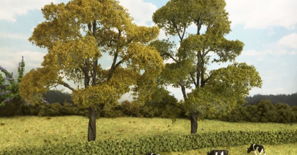 Summer Elm Trees