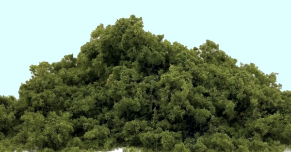 coarse-turf-and-foliage-cover-mid-green FP252