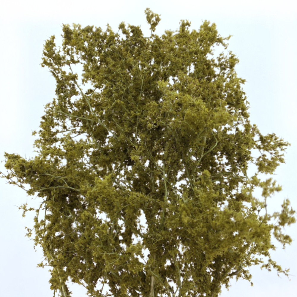 Shrub Bush Thicket Burnt Green