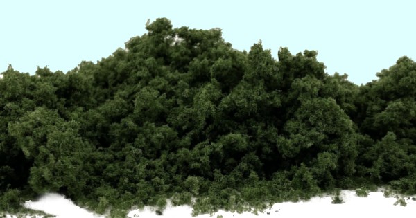 coarse-turf-and-foliage-cover-wild-green FP254