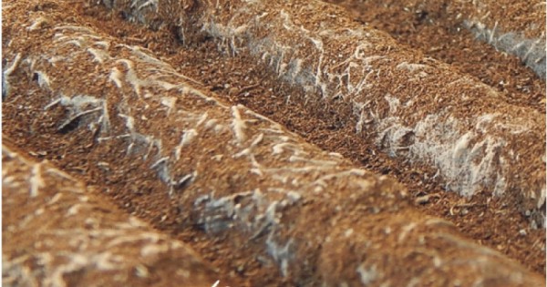 Model Potatoes Field Mound Rows 1:32