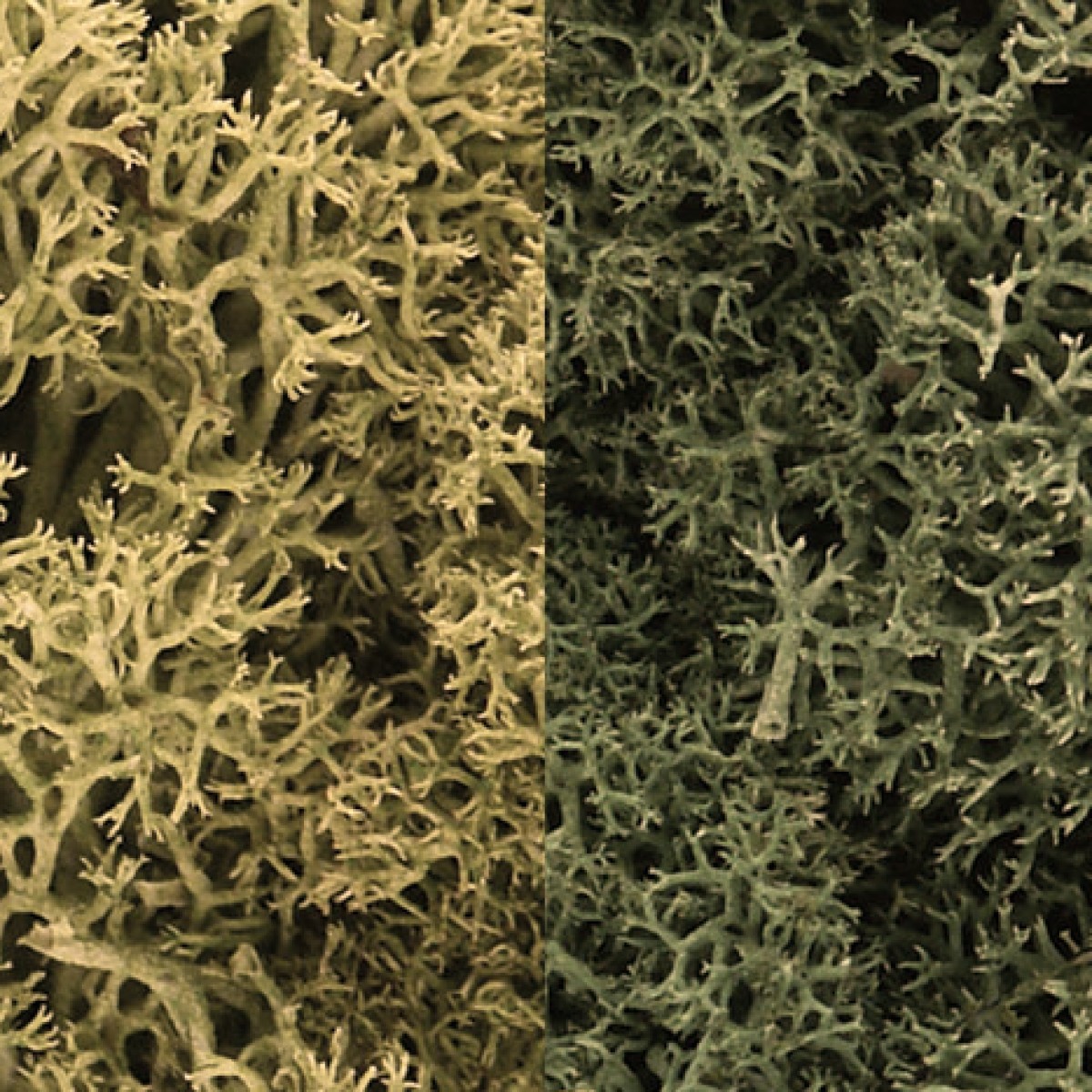 Lichen Green Blend Bulk Packs