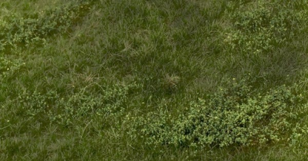 Model Landscape Mat Grass, Pasture with Weeds summer. Lars op 't Hof ...