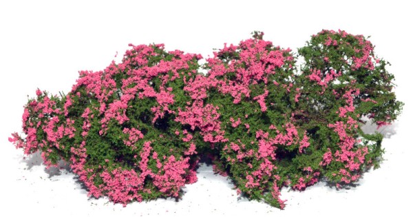 Model red flowering bushes