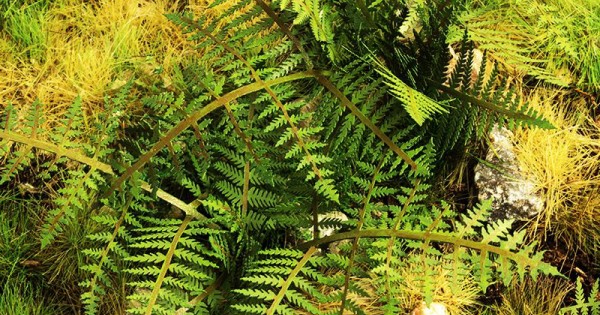 Model railway Bracken Fern OO Model Scene VG7-030