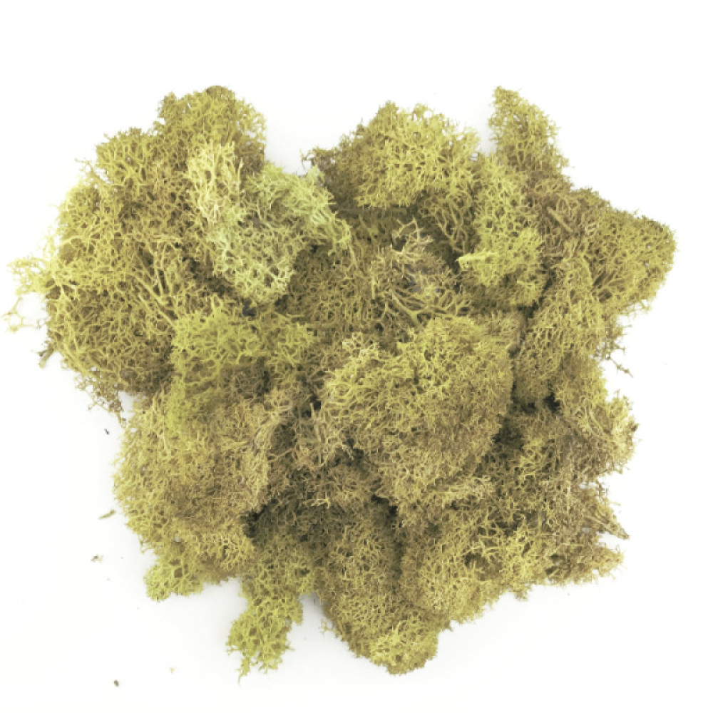 Lichen Light Green Natural Scenics