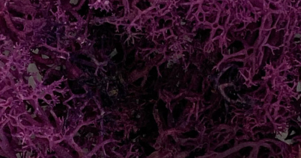 Lichen Purple Natural Scenics