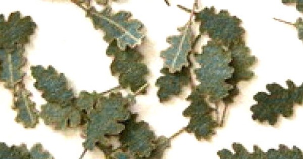 Model Leaves and Foliage