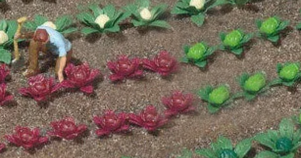 Model Vegetable Plants