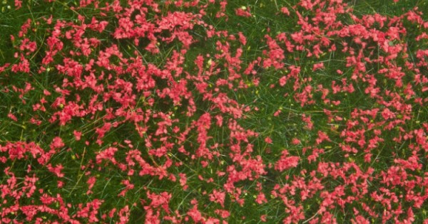 Model Ground Cover Foliage Meadow Red Noch 07257
