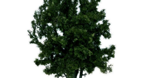 Large Model Tree 240mm tall